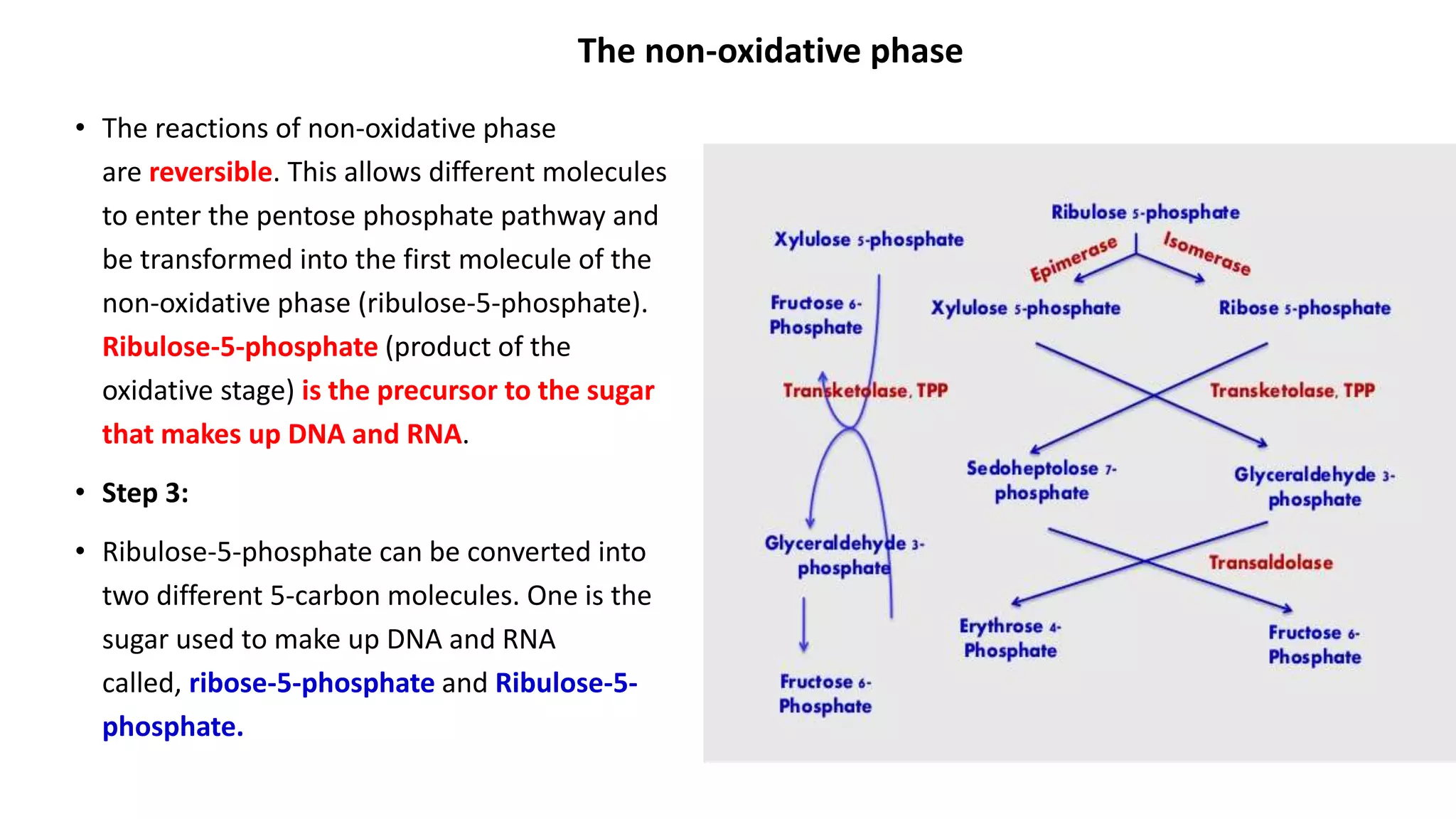 Pentose phosphate pathway | PPTX