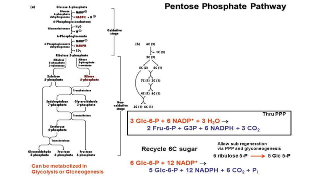 Pentose phosphate pathway | PPTX | Endocrine and Metabolic Diseases ...