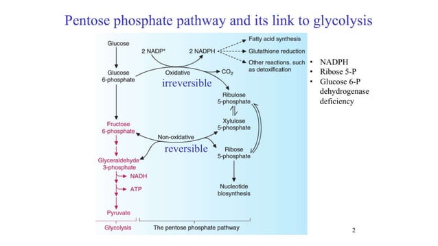 Pentose phosphate pathway | PPTX | Endocrine and Metabolic Diseases ...