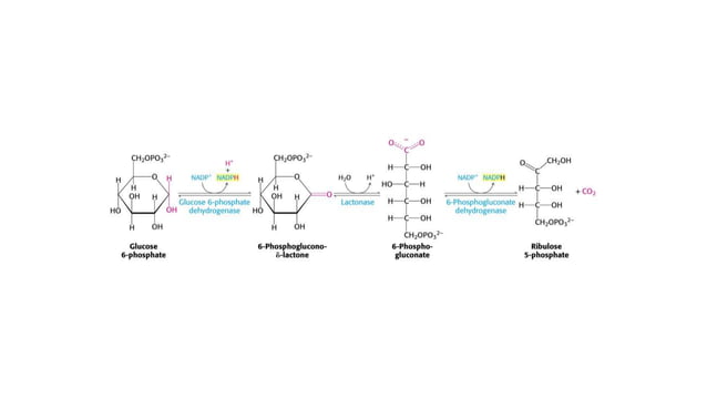 Pentose phosphate pathway | PPTX | Endocrine and Metabolic Diseases ...