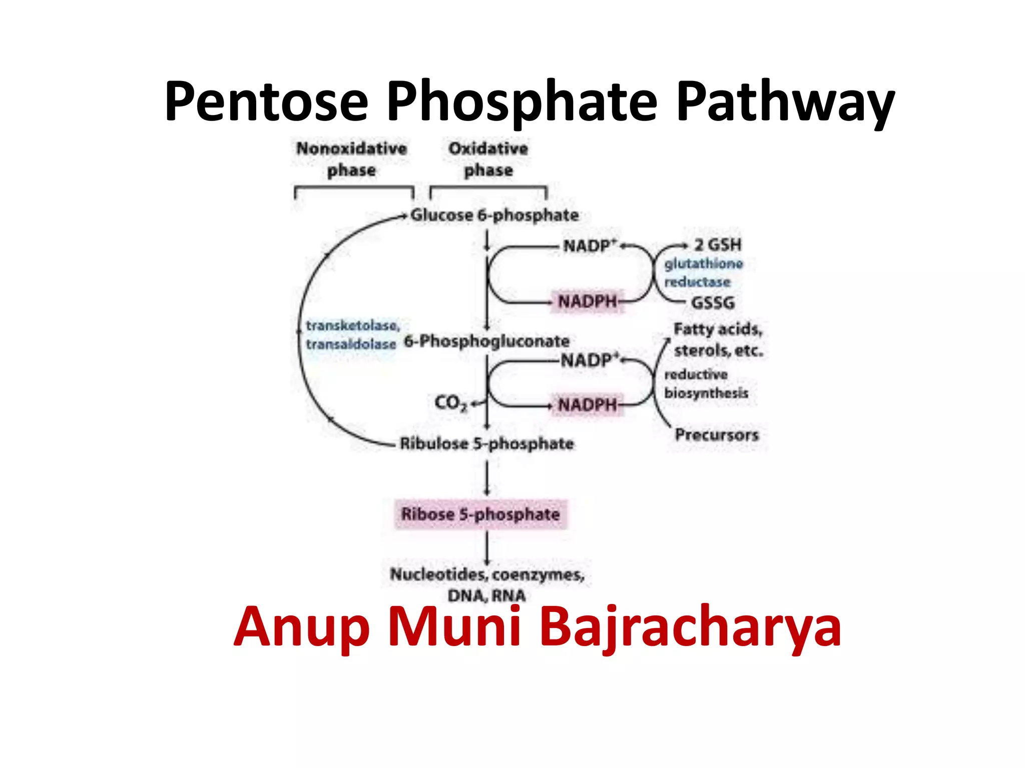 Pentose phosphate pathway (Hexose Monophosphate Pathway) | PDF
