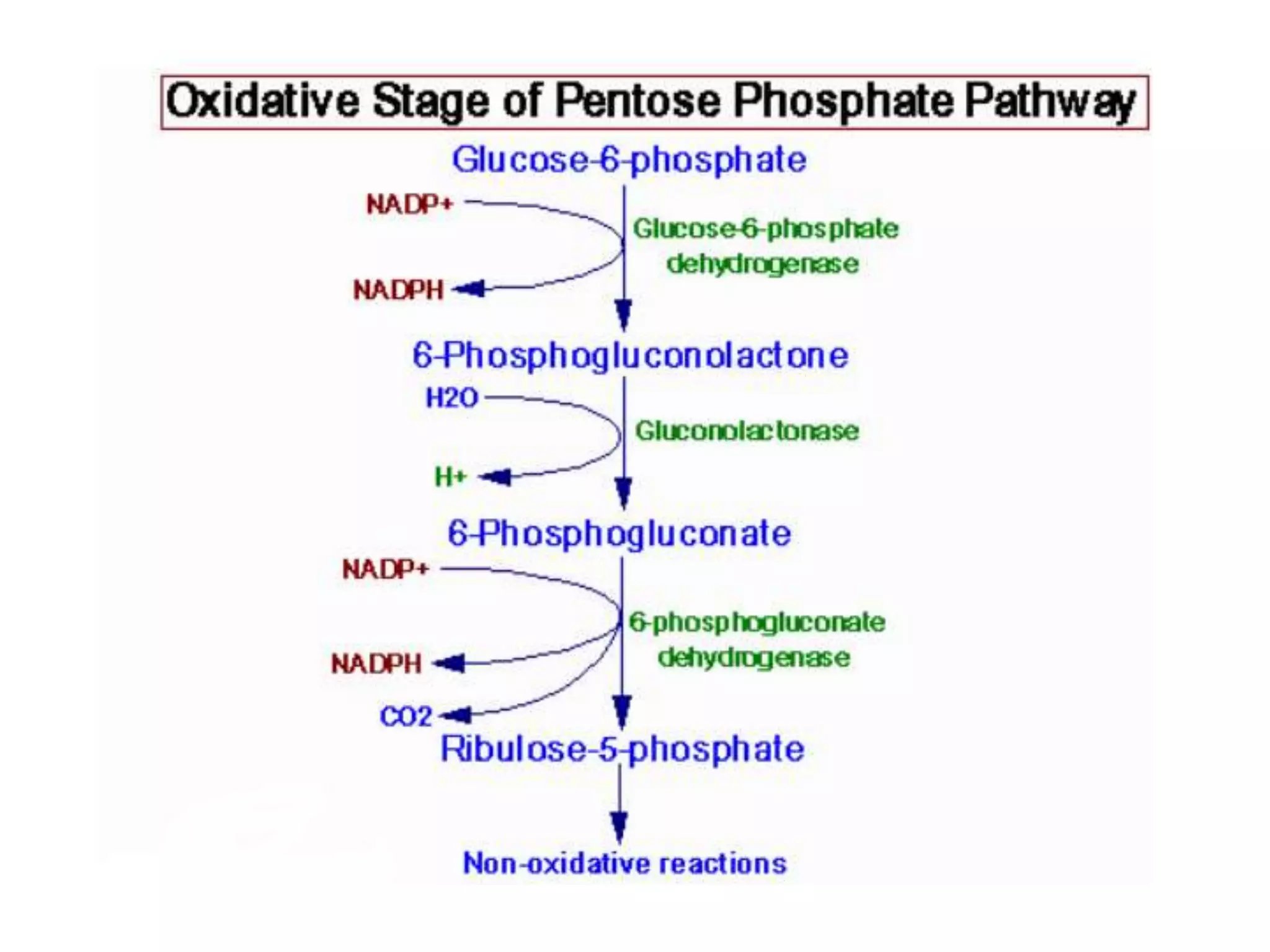 Pentose phosphate pathway (Hexose Monophosphate Pathway) | PDF