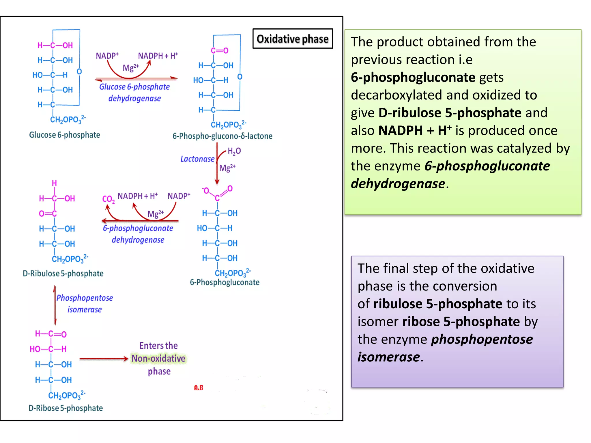 Pentose phosphate pathway (Hexose Monophosphate Pathway) | PDF