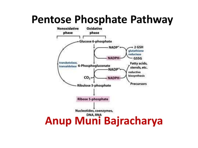 Pentose phosphate pathway (Hexose Monophosphate Pathway) | PDF ...
