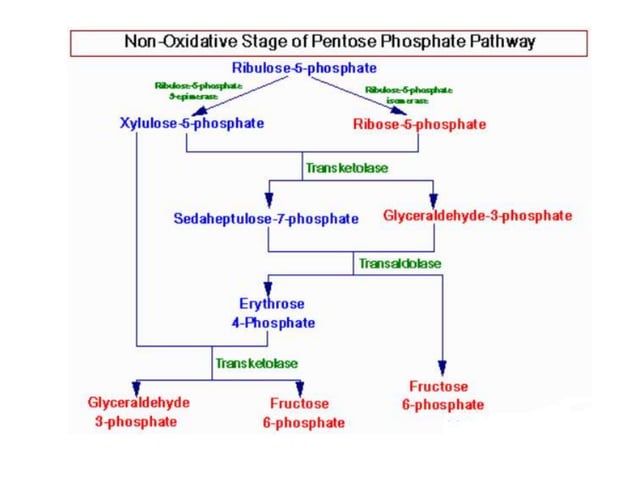 Pentose phosphate pathway (Hexose Monophosphate Pathway) | PDF ...