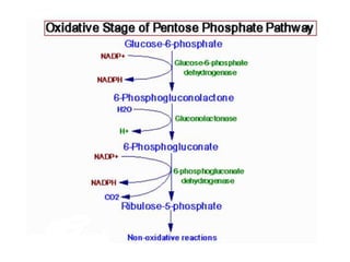 Pentose phosphate pathway (Hexose Monophosphate Pathway) | PDF