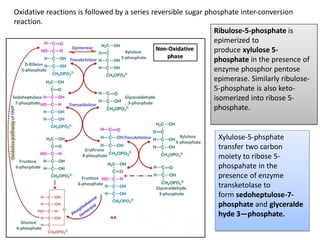 Ribulose Monophosphate Pathway