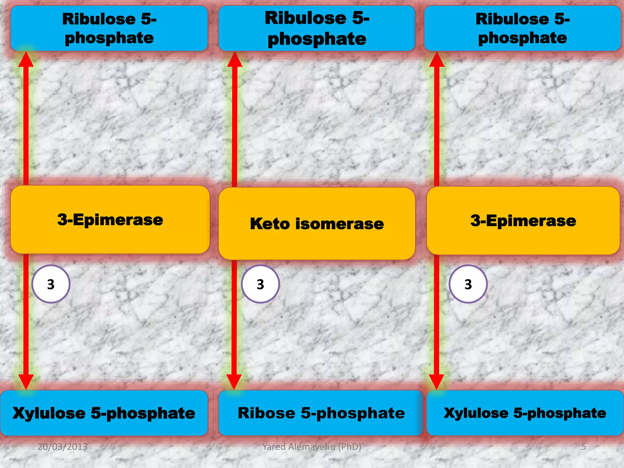 Pentose phosphate pathway | PPT