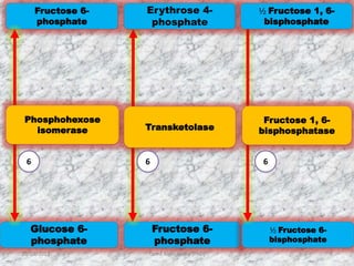 Pentose phosphate pathway | PPT