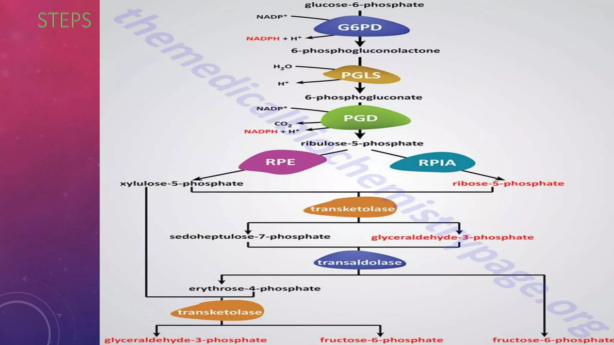 PENTOSE PHOSPHATE PATHWAY.pptx
