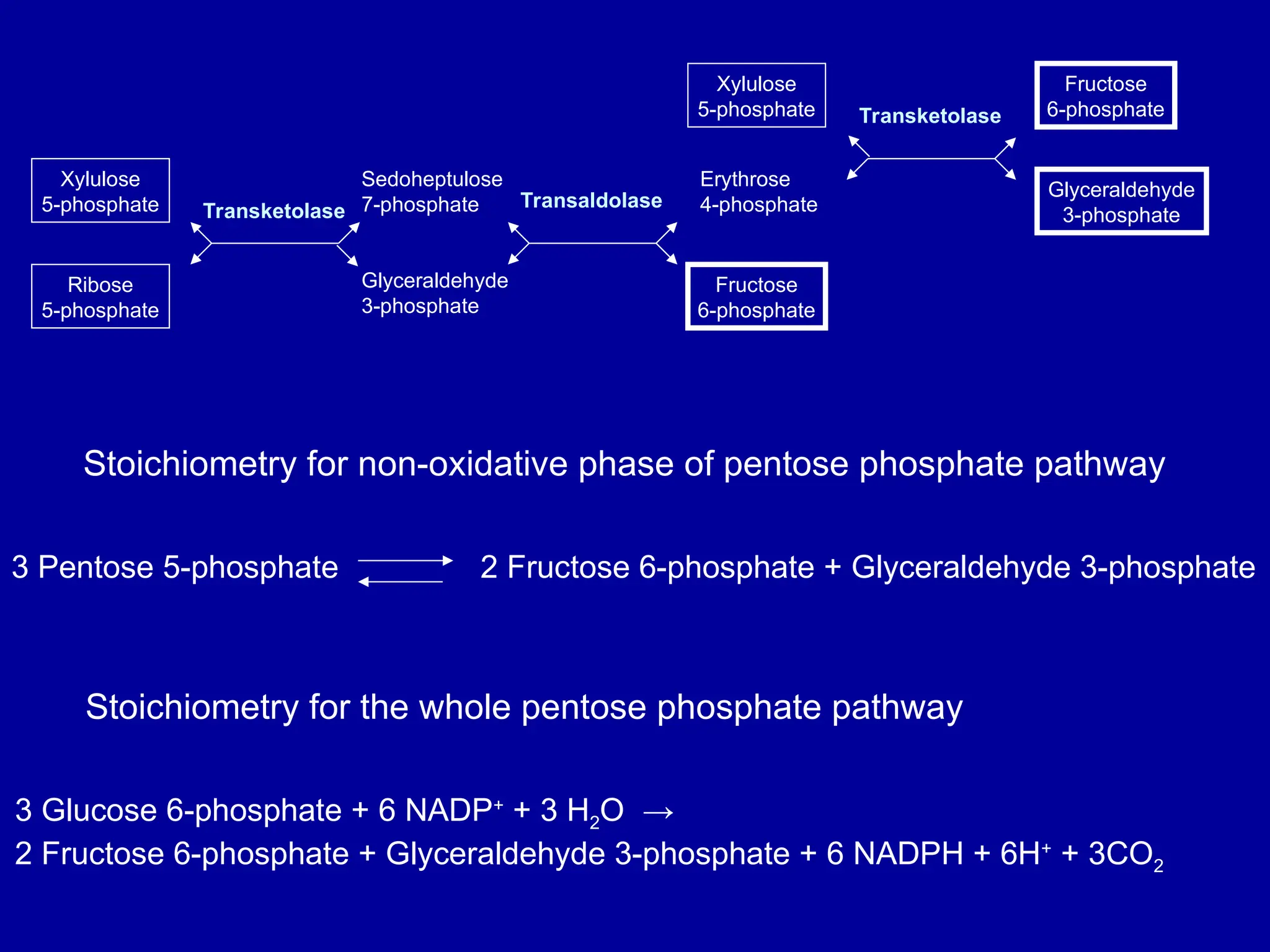 PENTOSE PHOSPHATE PATHWAY PPP pathway.ppt