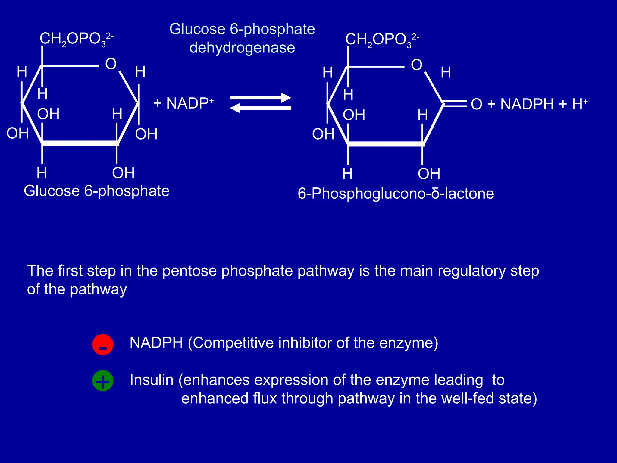 PENTOSE PHOSPHATE PATHWAY PPP pathway.ppt