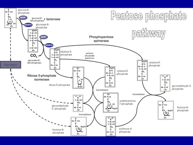 BIOCHEMISTRY 4 PENTOSE PHOSPHATE PATHWAY | PPT
