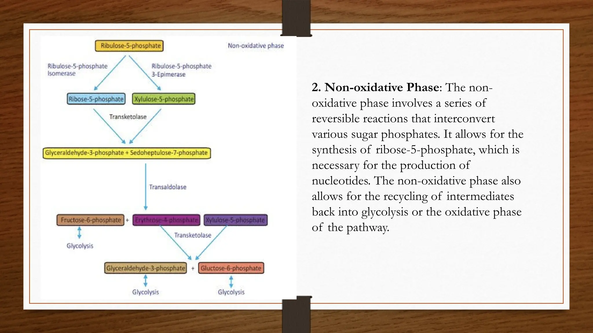 Pentose Phosphate Pathway - MSc biotechnology | PPTX
