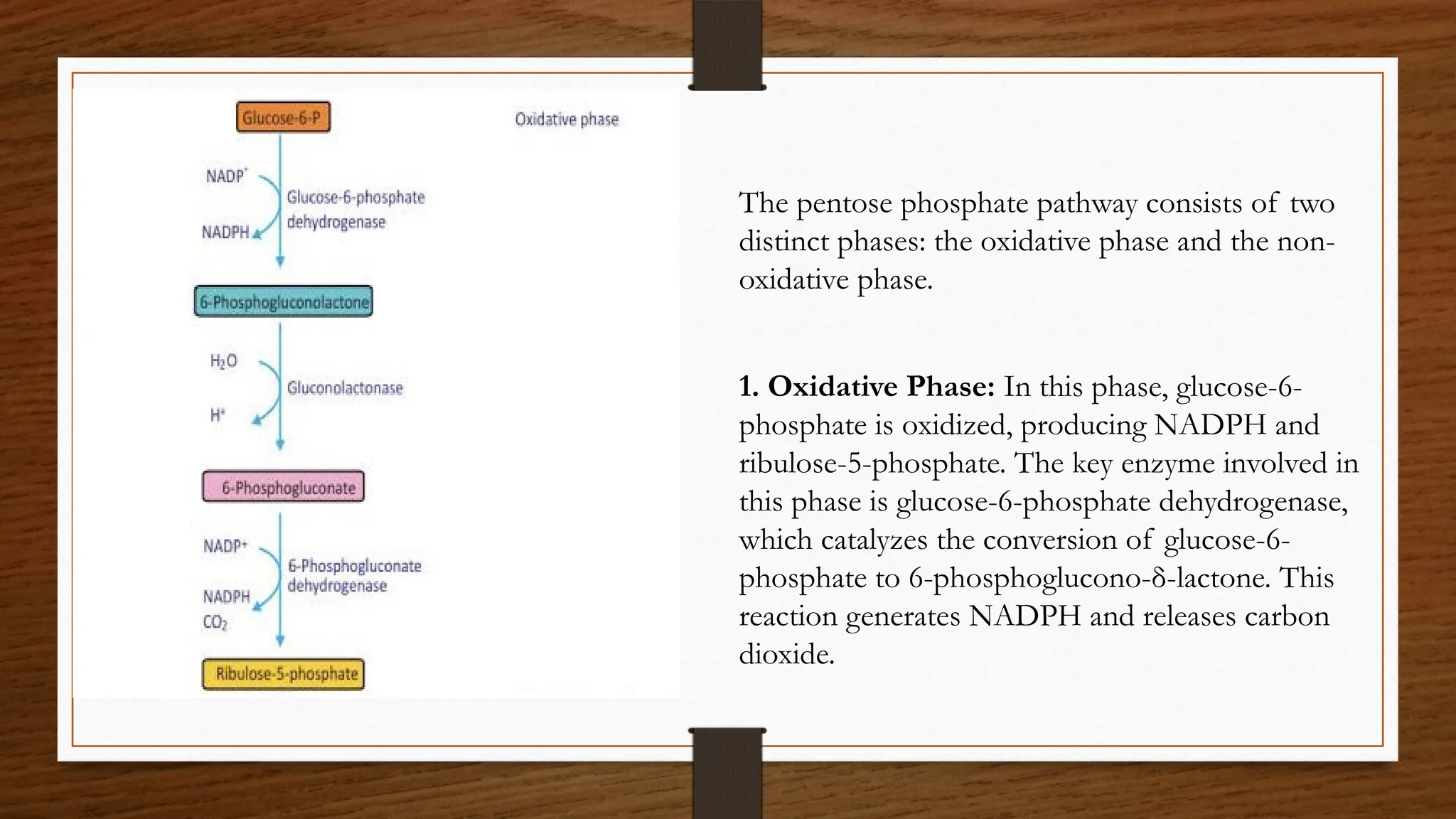 Pentose Phosphate Pathway - MSc biotechnology | PPTX