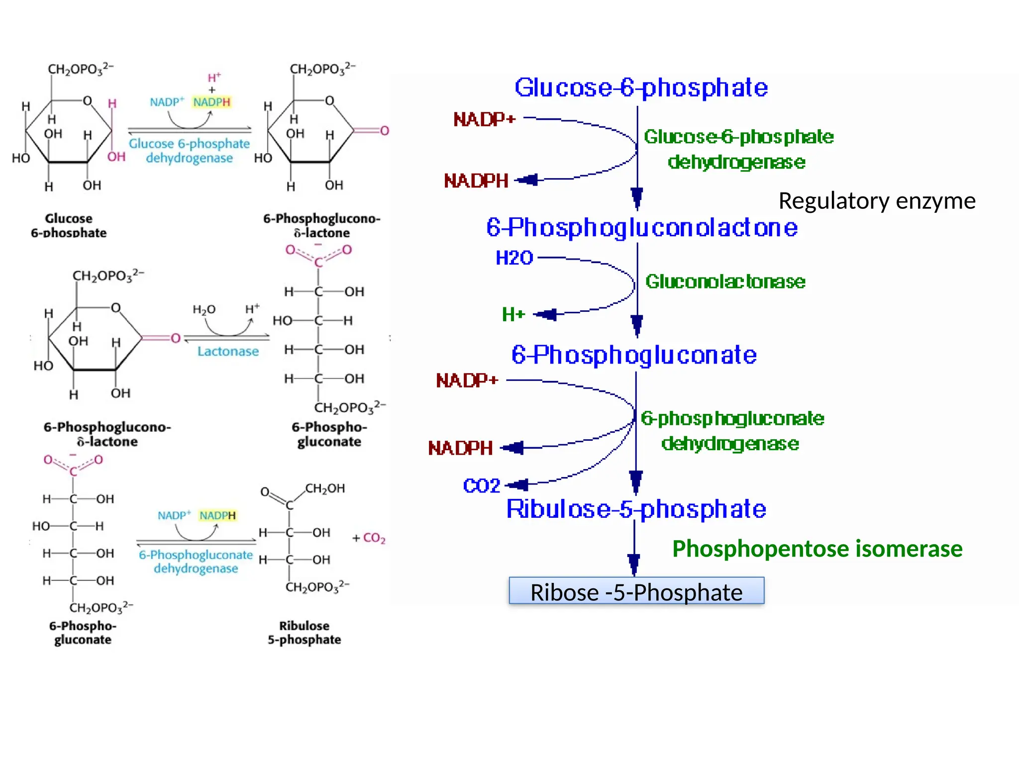 pentose phosphate pathway biochemistry topic | PPT