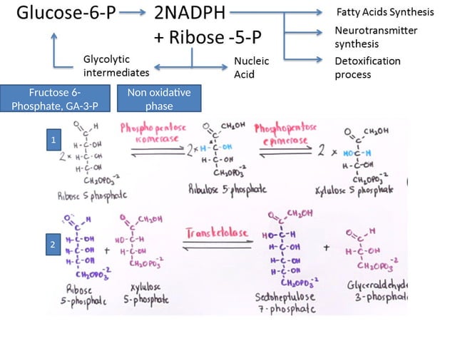 pentose phosphate pathway biochemistry topic | PPT