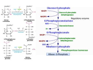 pentose phosphate pathway biochemistry topic | PPT