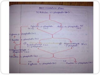 Pentose phosphate pathway,hmp shunt | PPTX