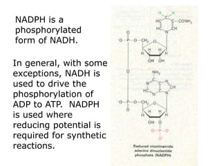 pentose shunt phosphate lecture.ppt