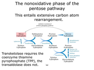 pentose shunt phosphate lecture.ppt