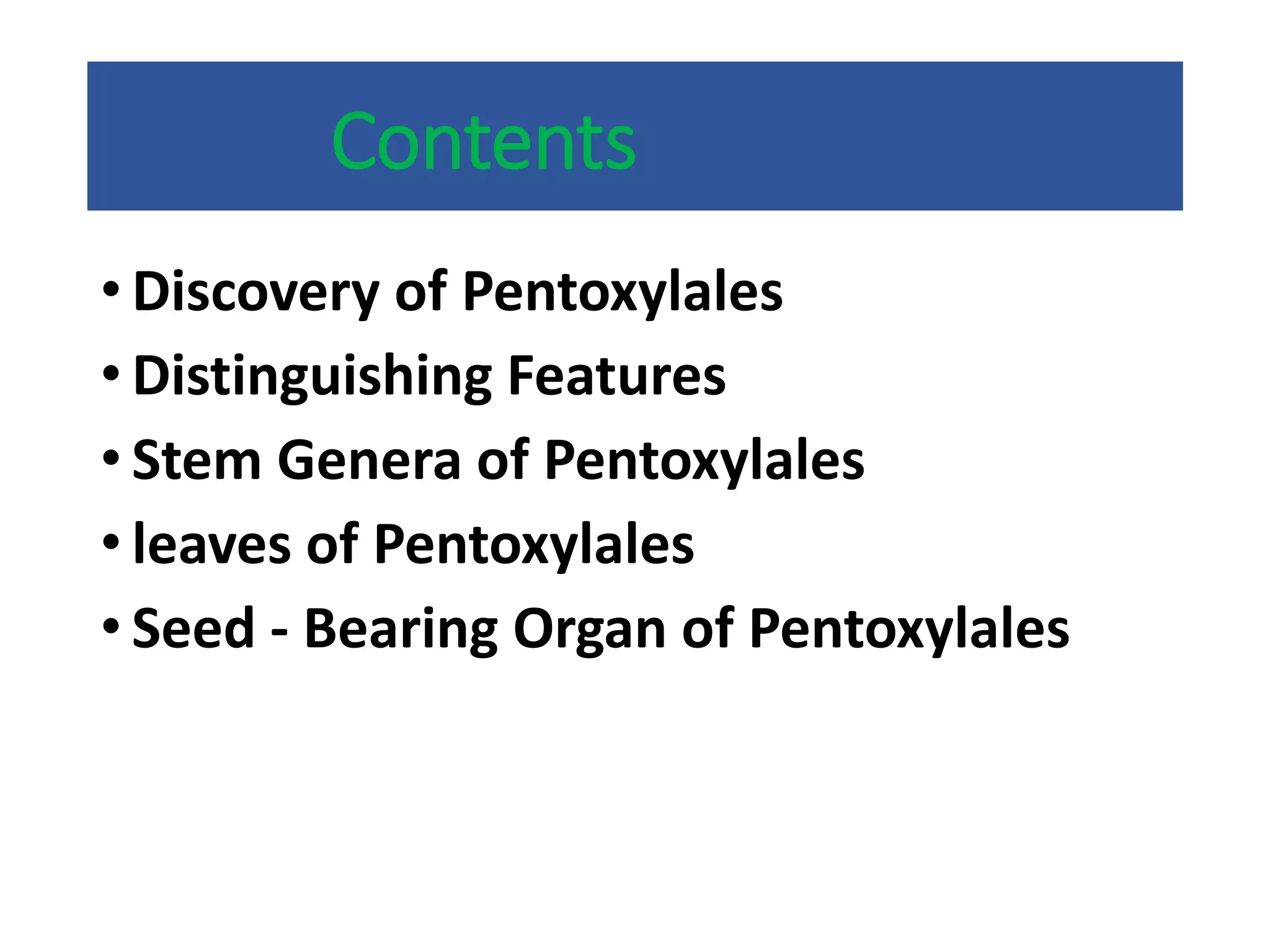 Pentoxylales | PPTX