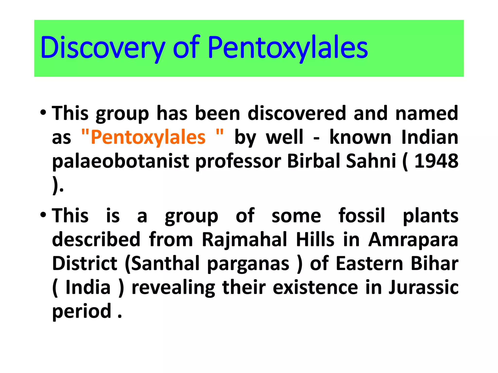 Pentoxylales | PPTX