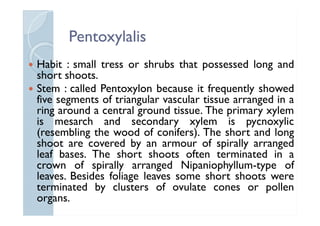 Pentoxylon | PDF