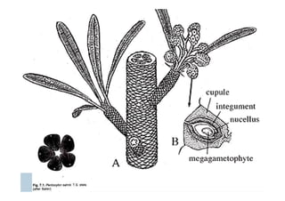 Pentoxylon | PDF