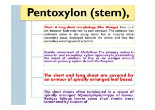Pentoxylon | PDF