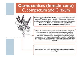 Pentoxylon | PDF