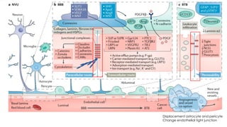 Type of Brain Edema adn Pathophysiology.pptx