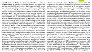 Type of Brain Edema adn Pathophysiology.pptx