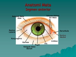 penyakit-akibat-kerja-pak.pptx