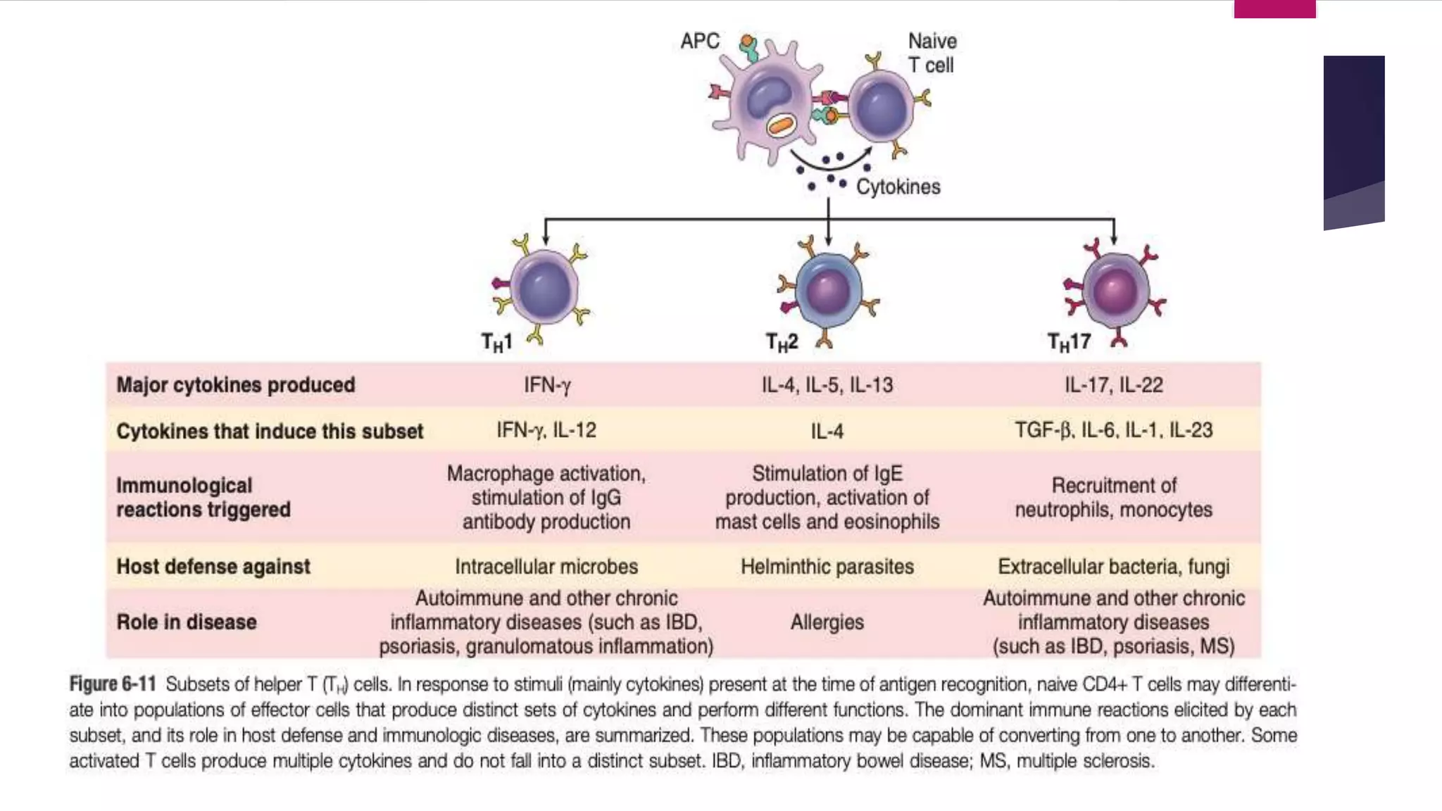 Penyakit Autoimun.pptx