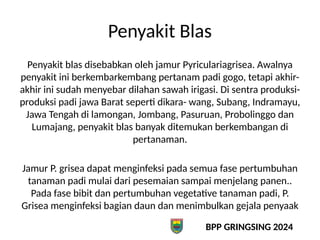 PENYAKIT BLAS PADA TANAMAN PADI DAN CARA PENGENDALIANNYA.pptx