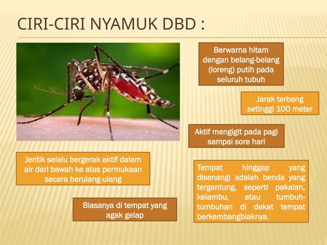 PENYAKIT DEMAM BERDARAH DENGUE (dbd).pptx