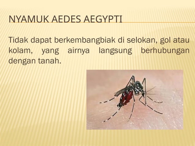 PENYAKIT DEMAM BERDARAH DENGUE (dbd).pptx