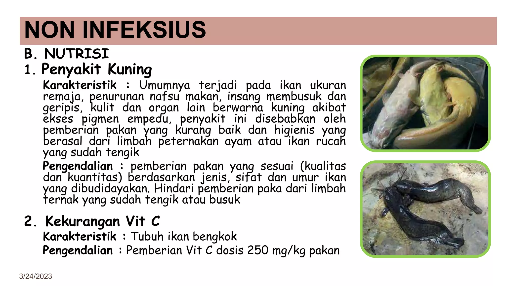 PENYAKIT IKAN LELE.pptx