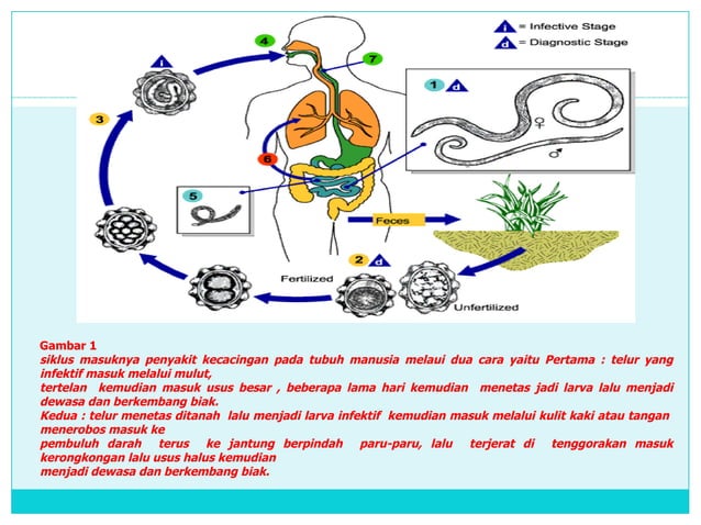 Penyakit kecacingan | PPT