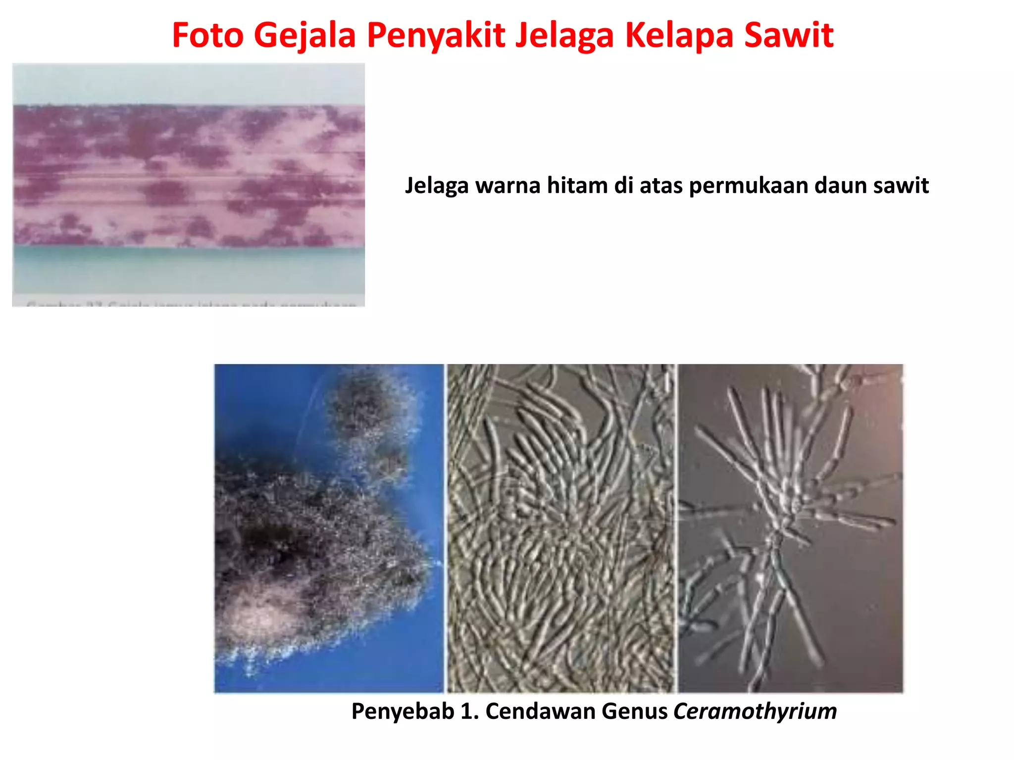 Penyakit kelapa sawit karat jelaga hawar kipas | PPTX