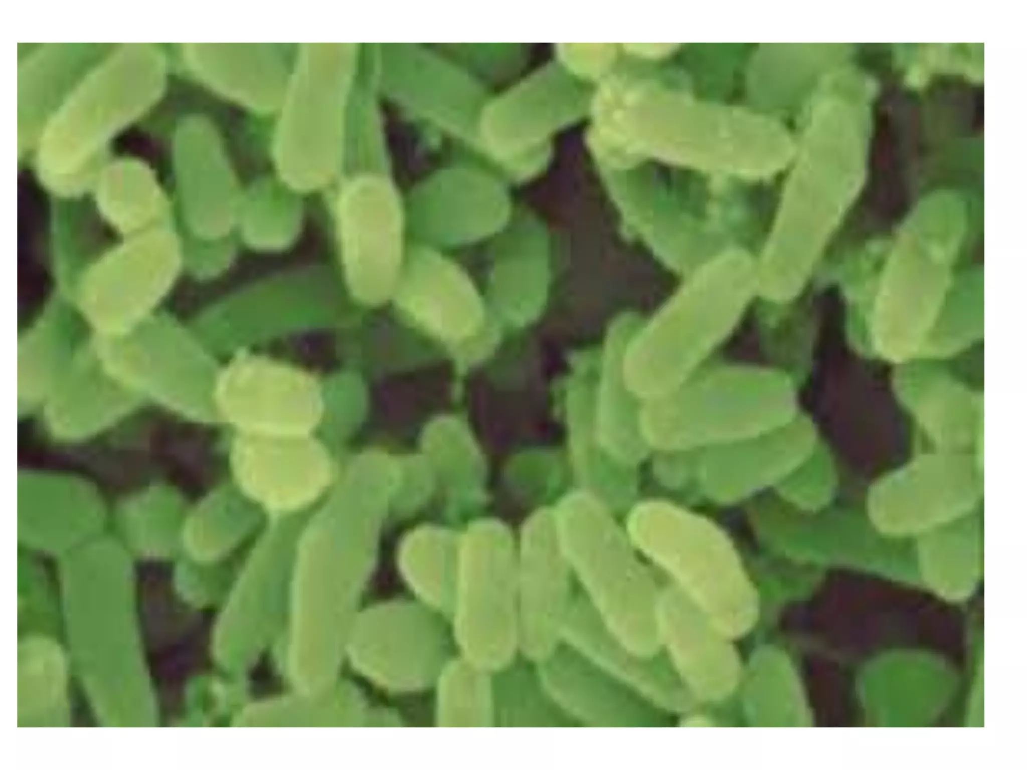 Penyakit_KUSTA_baru.ppt