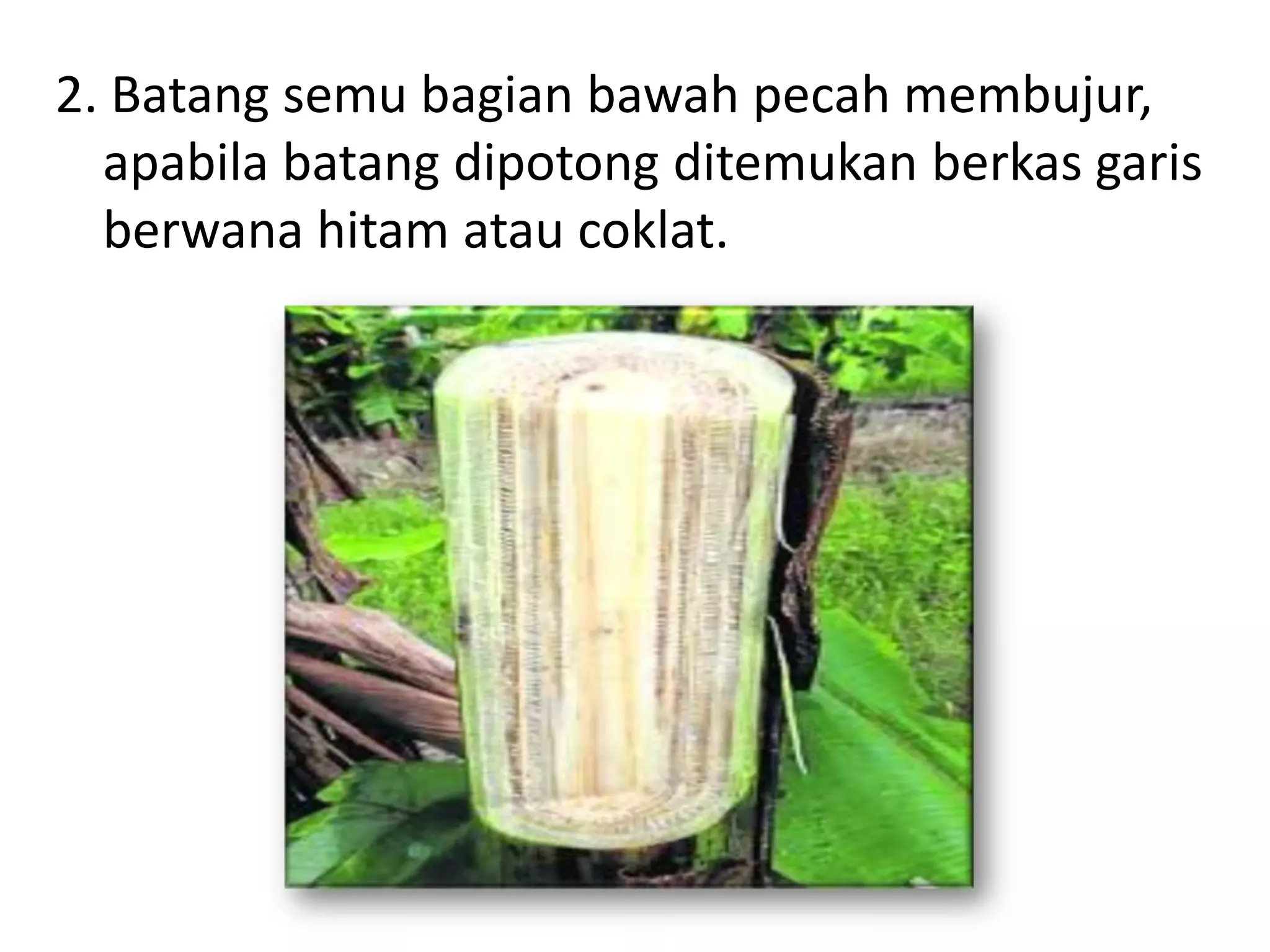 Penyakit layu fusarium pisang | PPTX