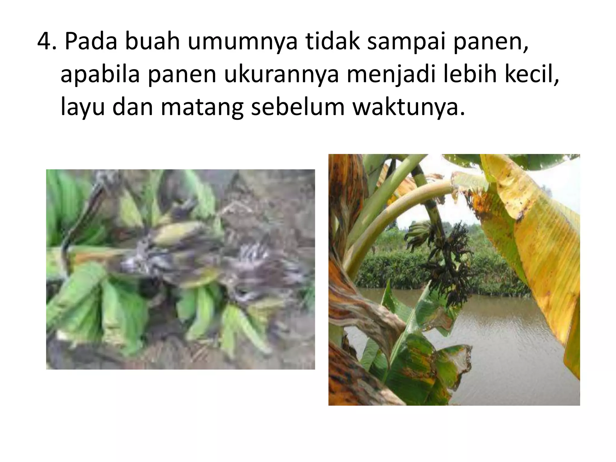 Penyakit layu fusarium pisang | PPTX