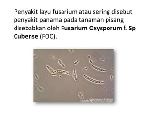 Penyakit layu fusarium pisang | PPTX