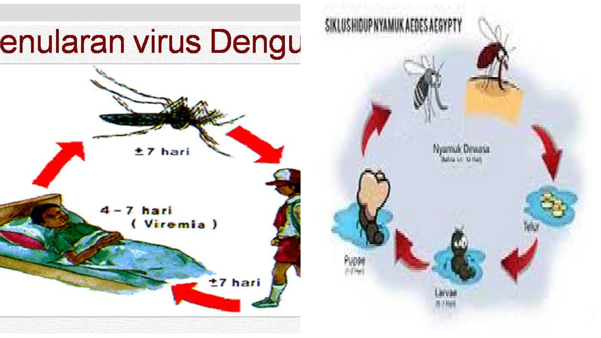Penyakit Menular yang Umum di Indonesia PJOK.pptx