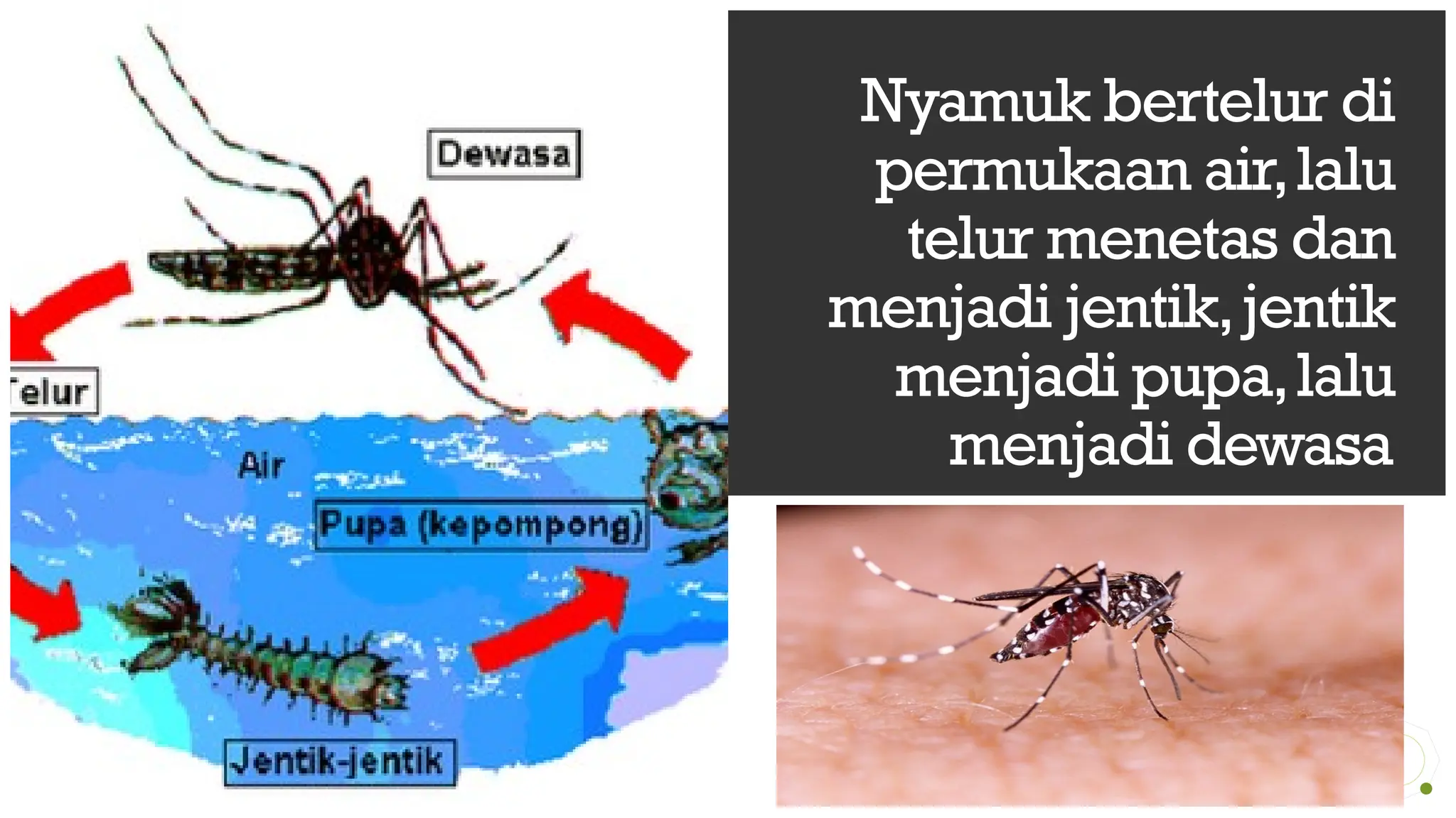Penyakit Menular yang Umum di Indonesia PJOK.pptx