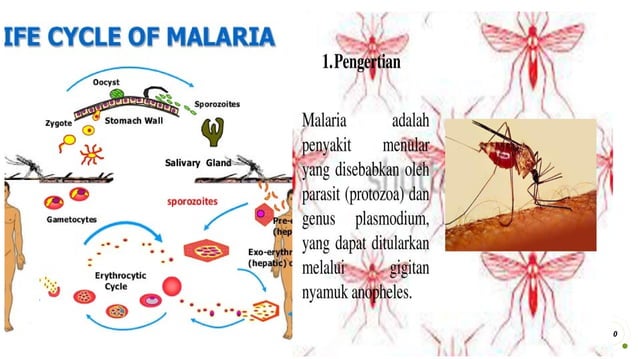 Penyakit Menular yang Umum di Indonesia PJOK.pptx