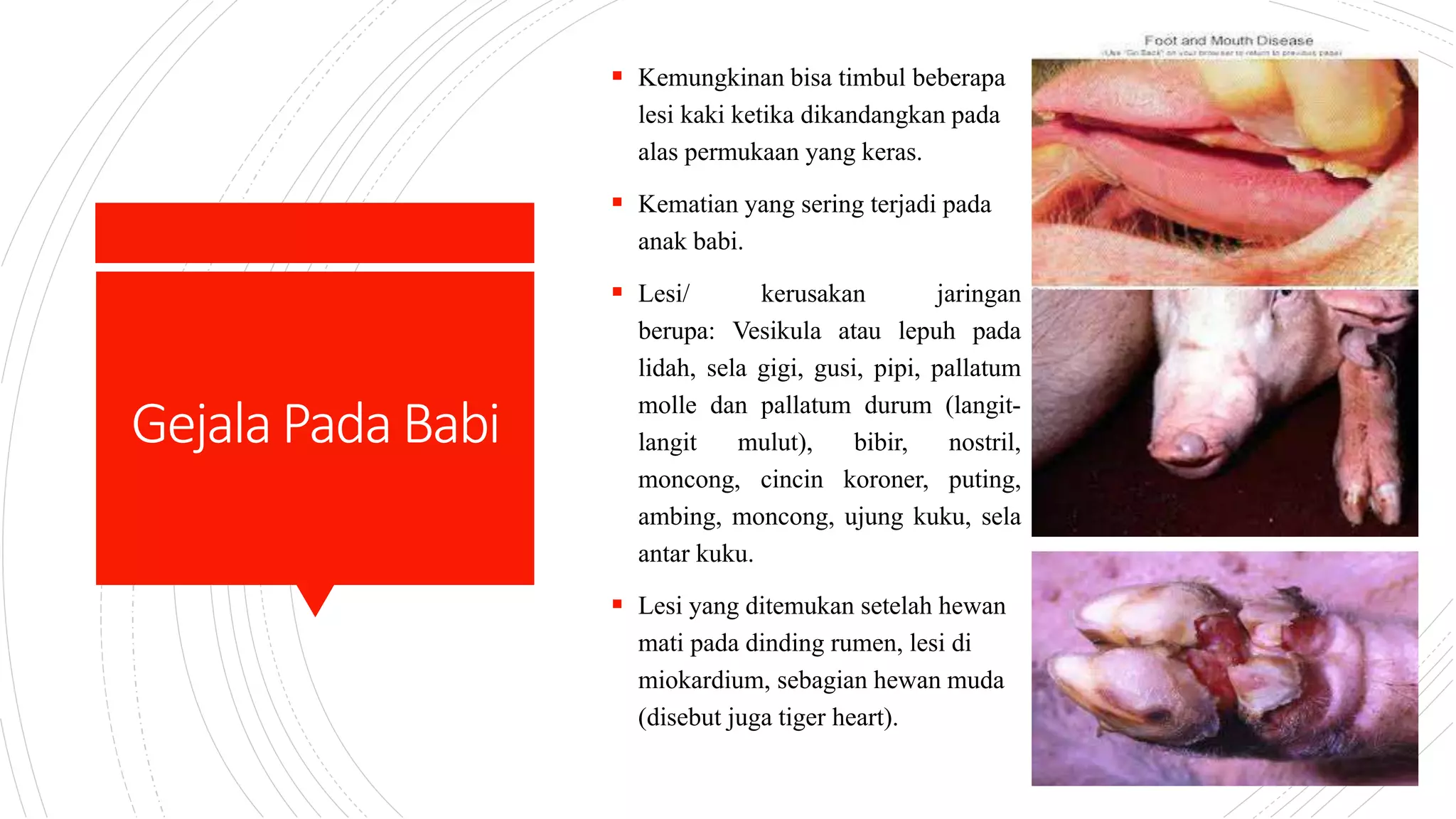 Penyakit_Mulut_dan_Kuku.pptx