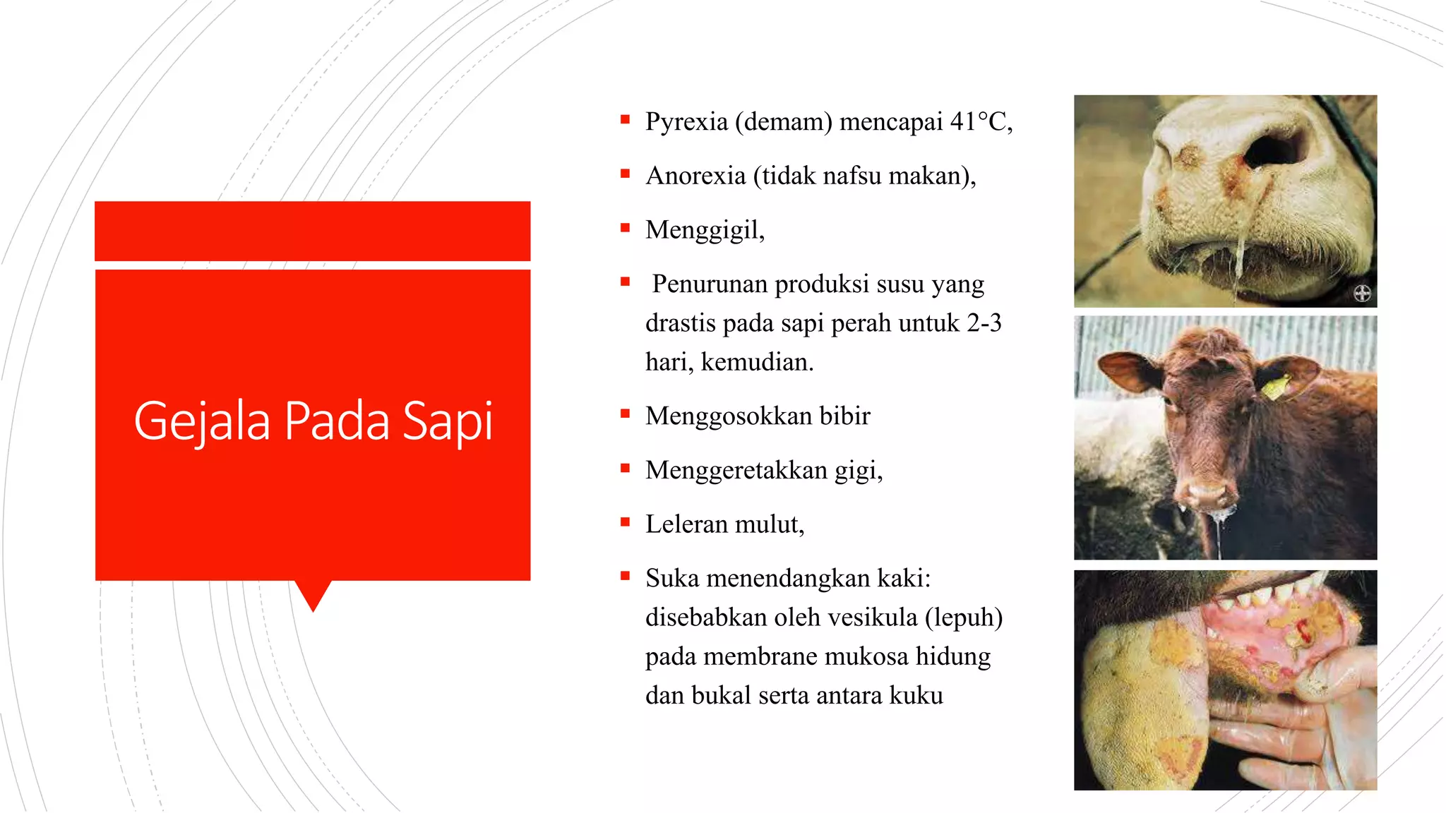 Penyakit_Mulut_dan_Kuku.pptx